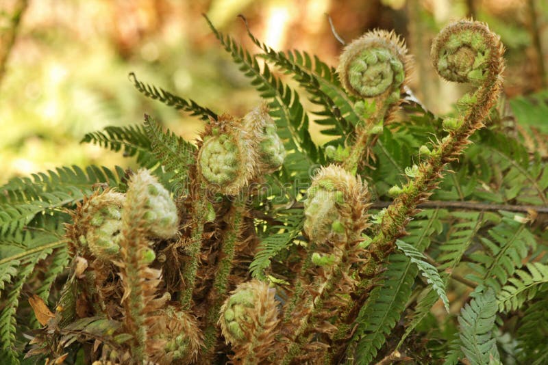 Ferns Polypodiopsida Cronquist 1 Stock Image - Image of forest ...