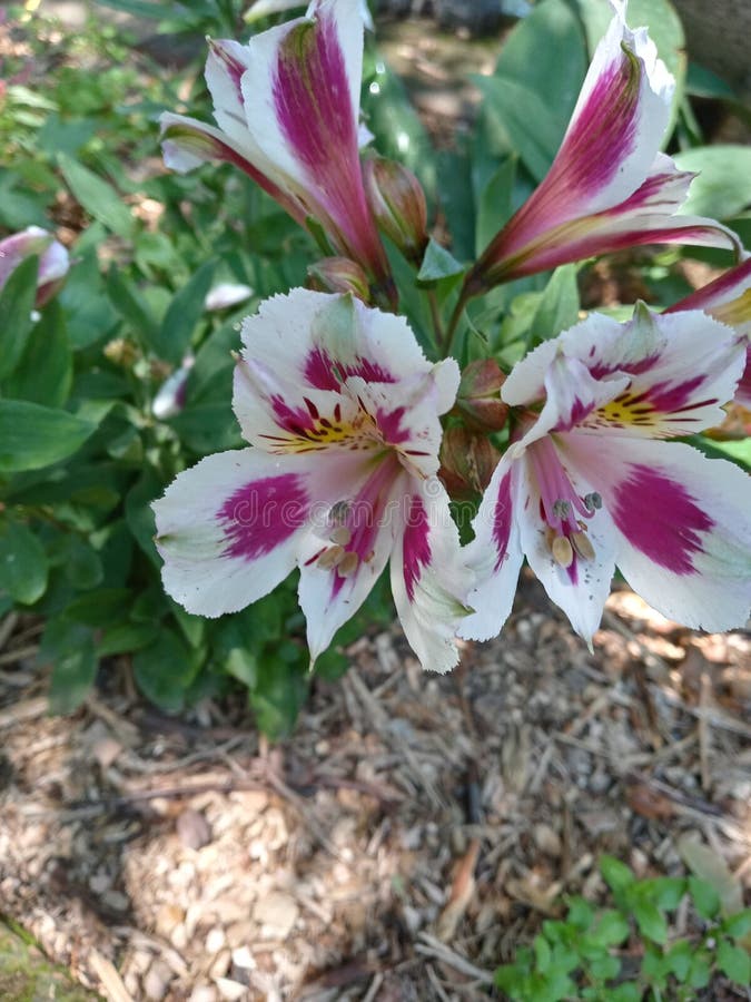 Spring Fever Coming stock photo. Image of produce, tree - 242714520