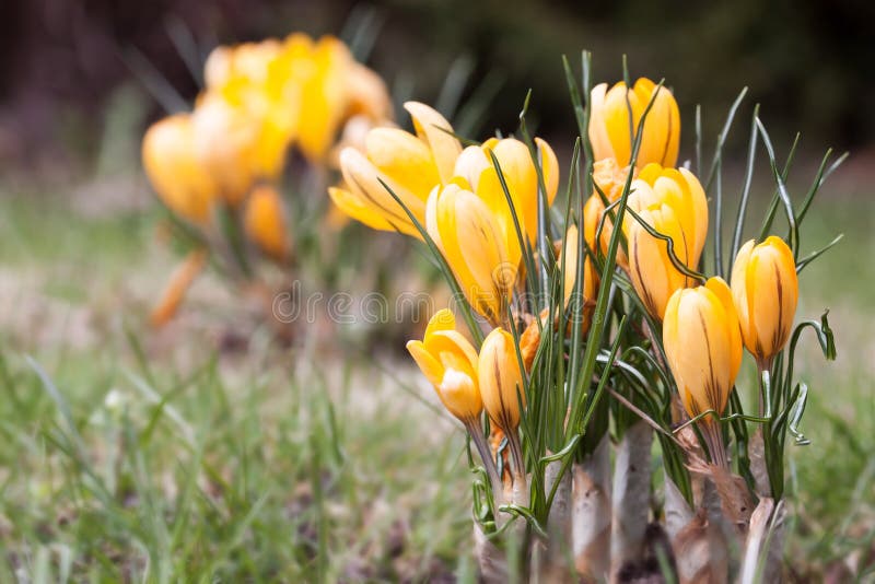 Spring fever stock image. Image of islands, crocuses - 53004565