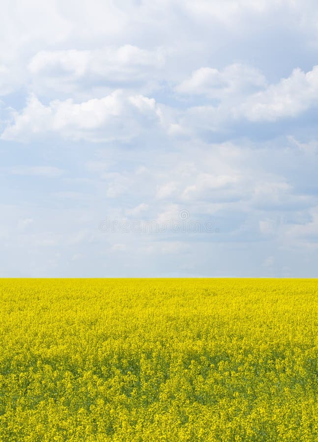 Spring field stock photo. Image of large, cloud, grass - 10286632