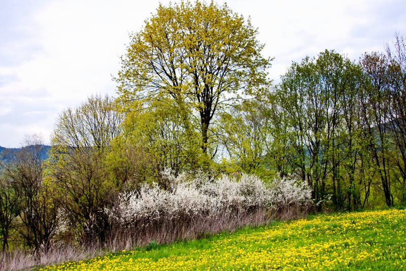 Farm track stock photo. Image of conservation, fens, newly - 71868224