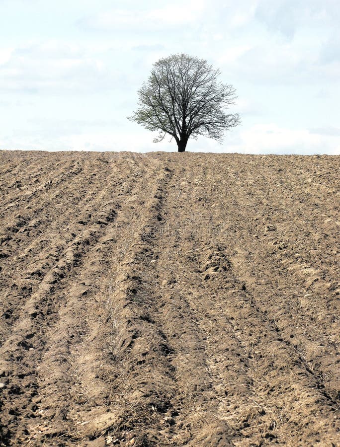 Spring field stock image. Image of springtime, nature - 14328751