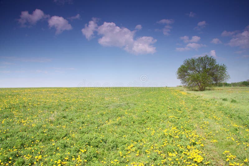 Spring field stock image. Image of turn, meadov, spring - 15053879