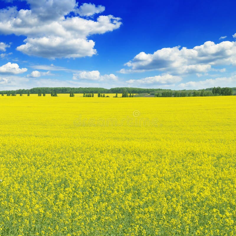 Beautiful spring meadow stock photo. Image of season - 13652616