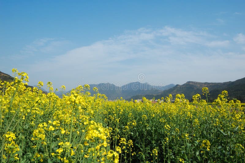 Park Perspective stock image. Image of path, stone, walkway - 8308843