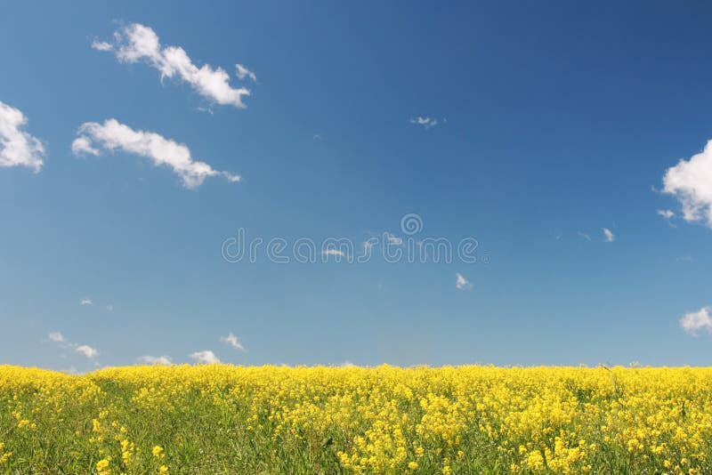 Spring field. stock photo. Image of clouds, spring, field - 23692502