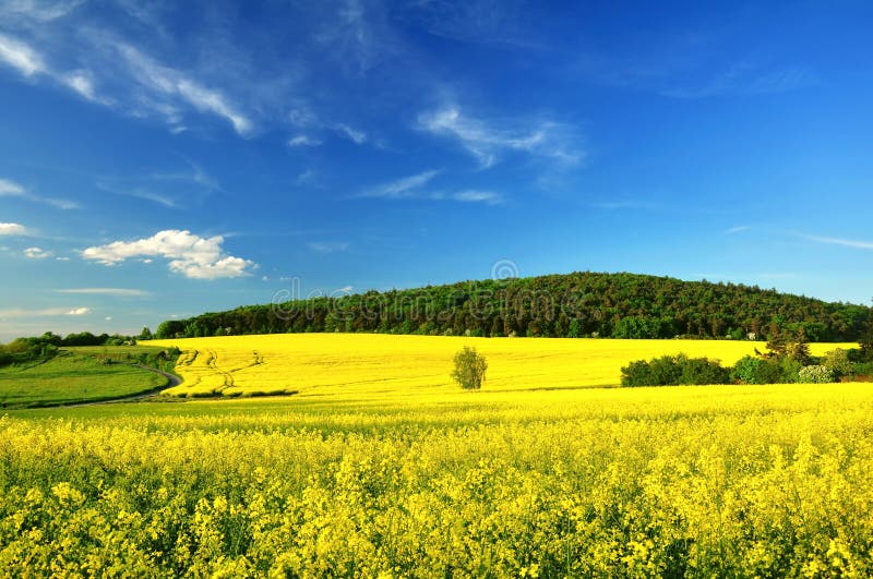 Panorama of English fields stock photo. Image of green - 2372306