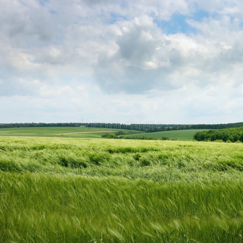 Spring field stock photo. Image of horizon, clouds, green - 25173682