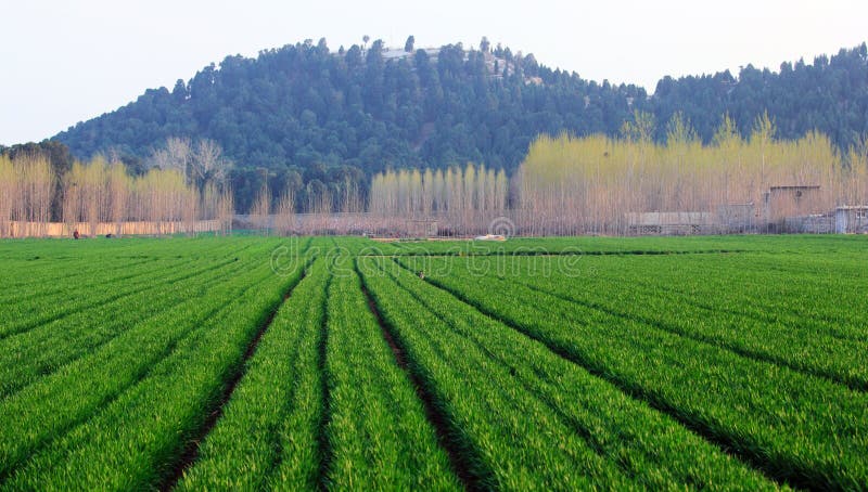 Spring field stock photo. Image of foliage, planting - 28807364