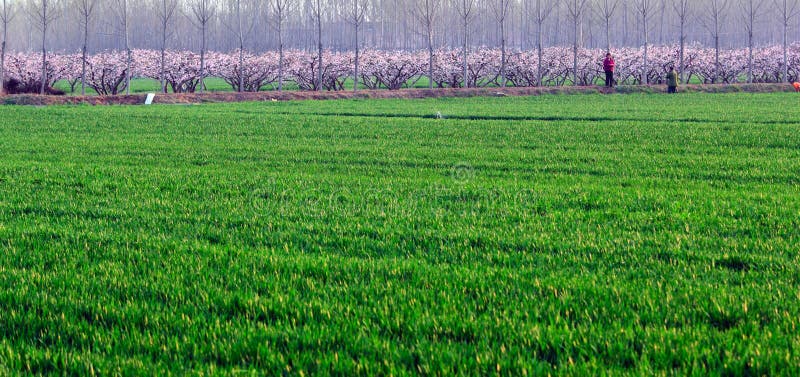 Spring field stock photo. Image of colorful, farmland - 28807432