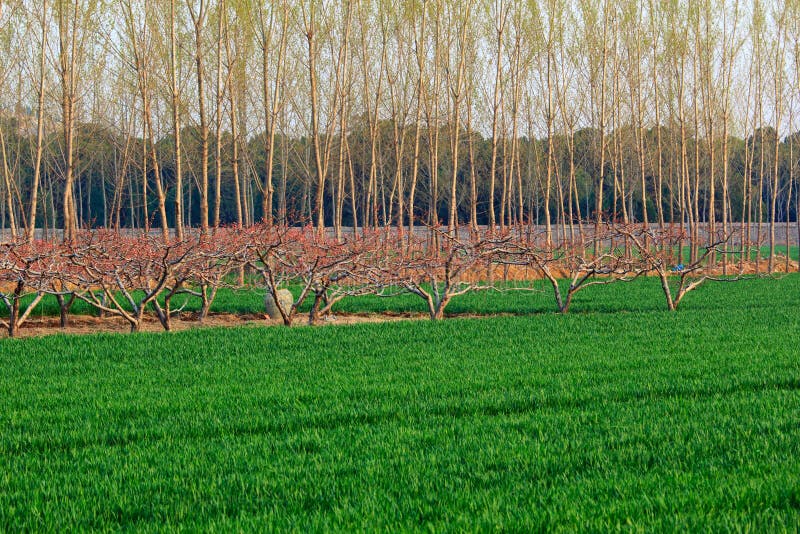 Spring field stock image. Image of leaves, natural, dirt - 28809327