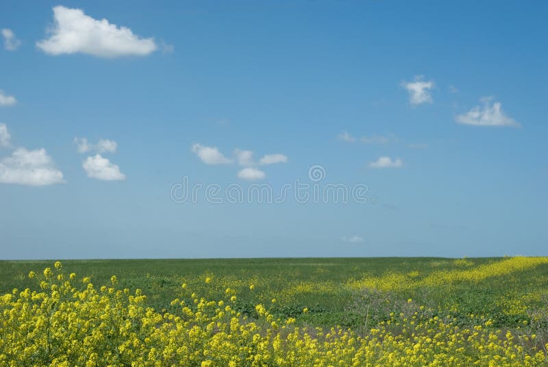 Spring field stock image. Image of gardening, herbal, growth - 4609119