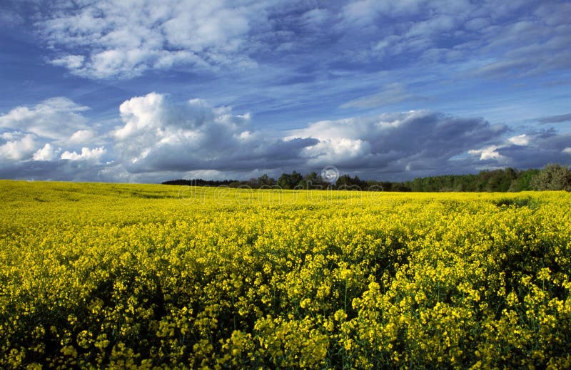Spring field stock image. Image of yellow, spring, oily - 5241179