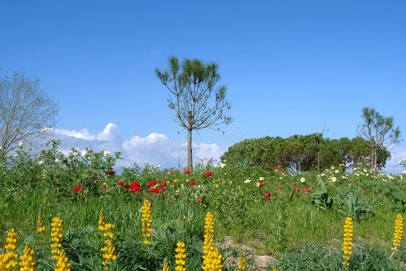 Spring field stock photo. Image of happy, desktop, field - 574690