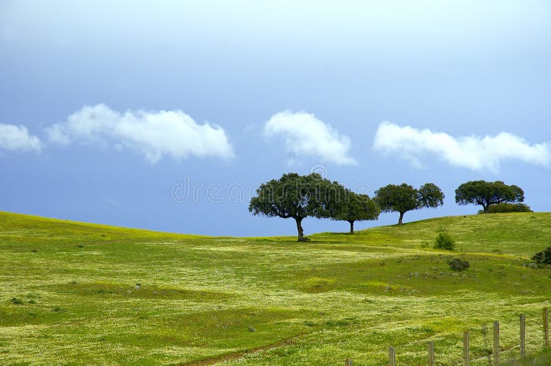 Spring Field stock image. Image of trees, field, extremadura - 601587