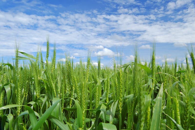 Spring field stock photo. Image of orchard, farming, spring - 676258