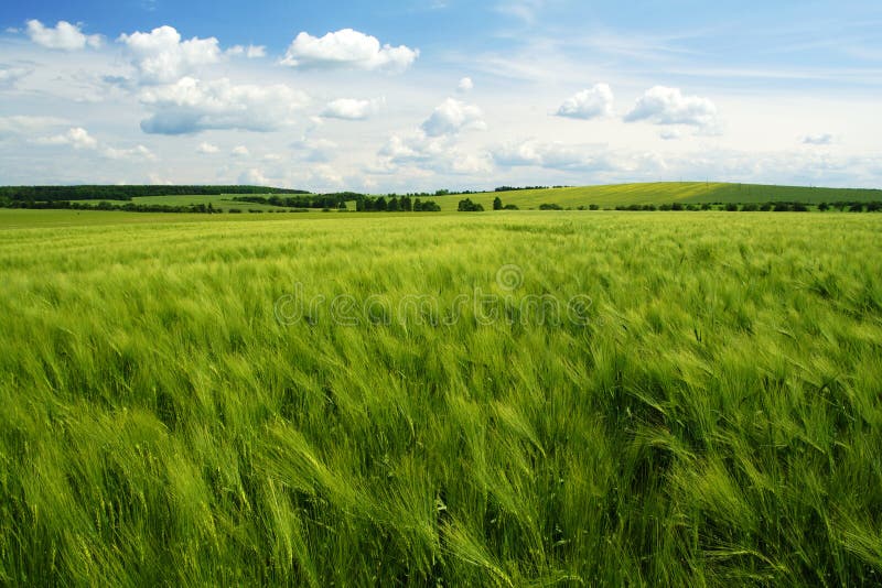 Spring field stock image. Image of spring, wheat, ground - 7793455