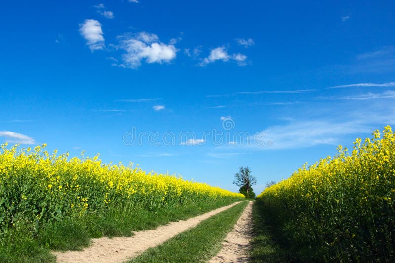 Spring field stock photo. Image of space, flower, idyllic - 8100406