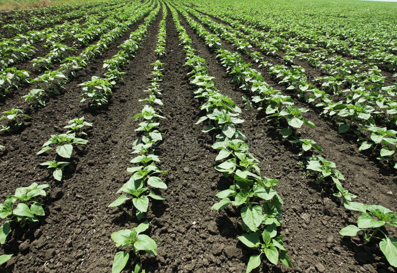 Spring field stock photo. Image of farmland, spring, countryside - 9756026