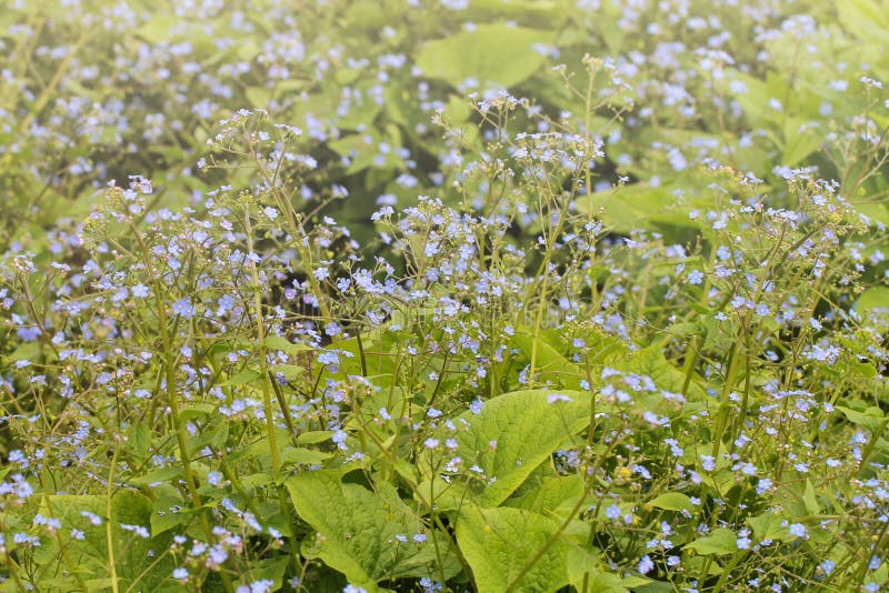 Spring Field with Beautiful Blue Forget-me-nots. Springtime. Stock ...