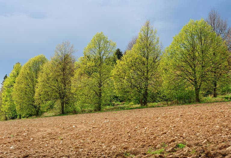 Spring field stock photo. Image of colorful, green, trees - 40614772