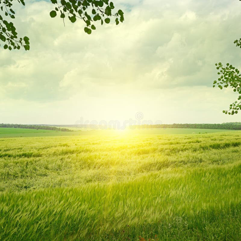 Spring Field with Young Vegetation and Blue Sky Stock Photo - Image of ...