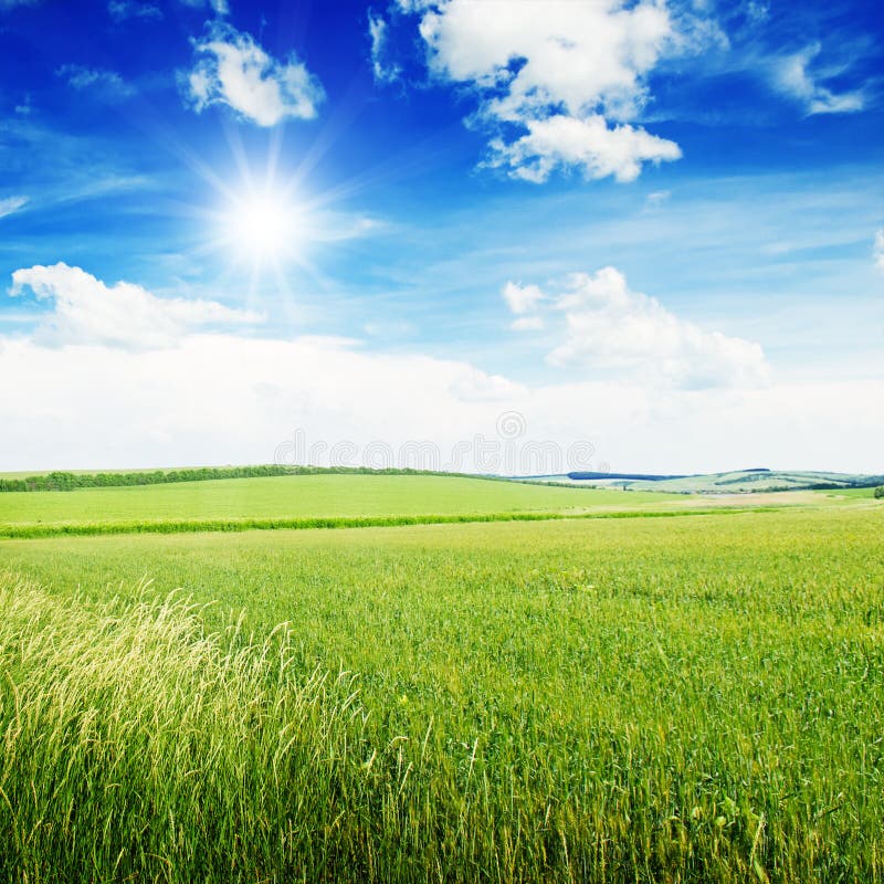 Spring Field with Young Vegetation and Blue Sky Stock Photo - Image of ...