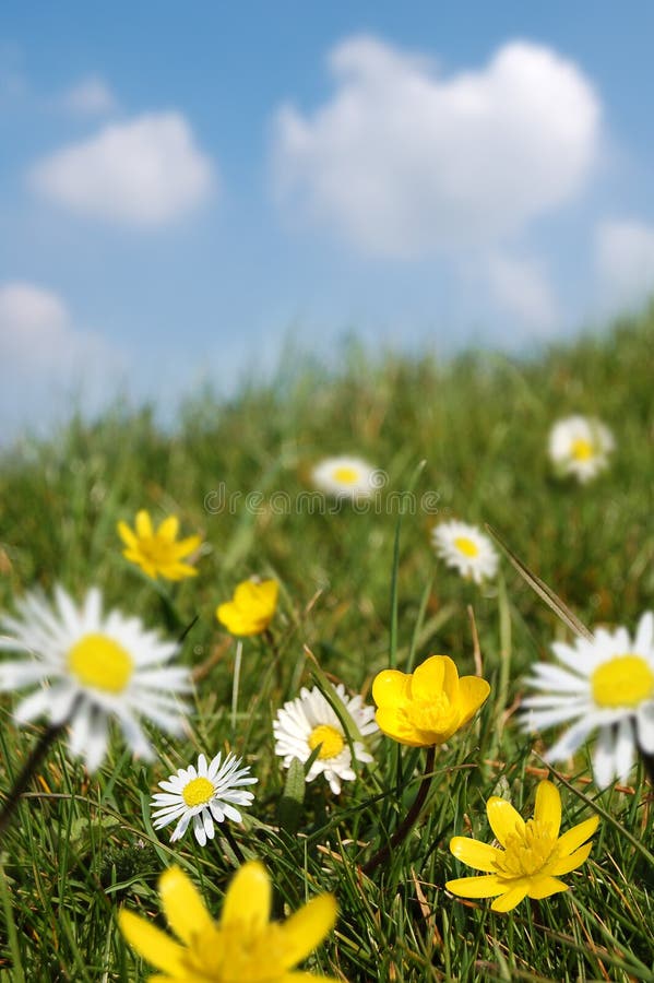 Spring Field in Bloom stock image. Image of green, growth - 2233809