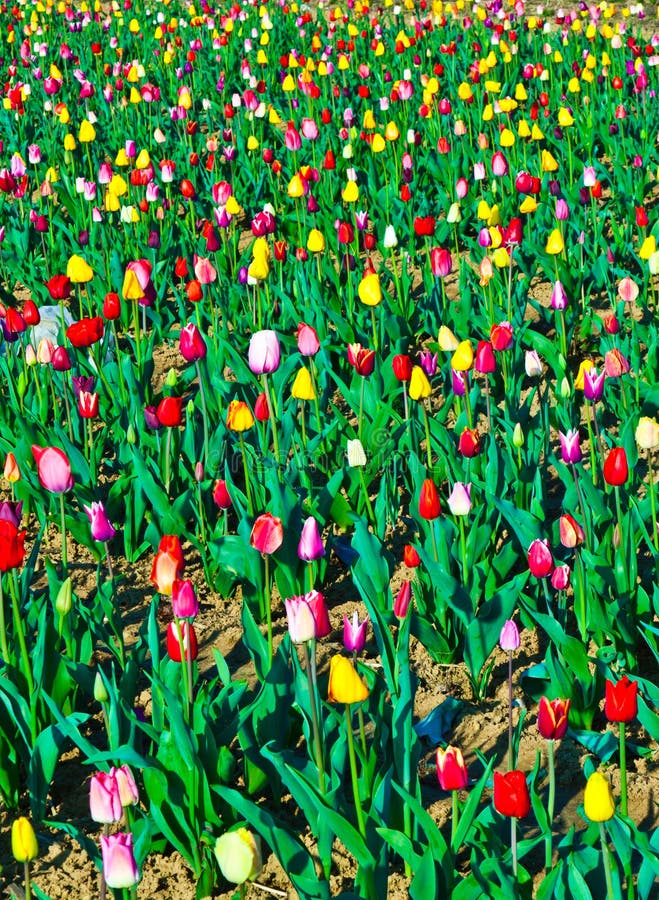 Spring Field with Blooming Colorful Stock Image - Image of blossom ...