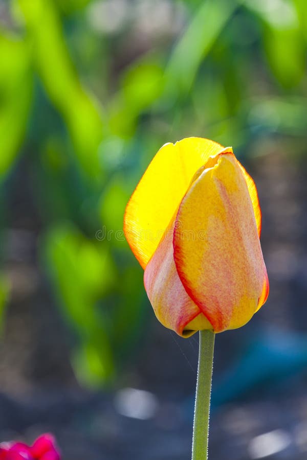 Spring Field with Blooming Colorful Tulips Stock Photo - Image of field ...