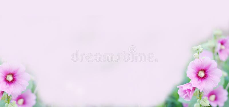 Spring Field with Blooming Mallows in Soft Pastel Colors Stock Photo ...