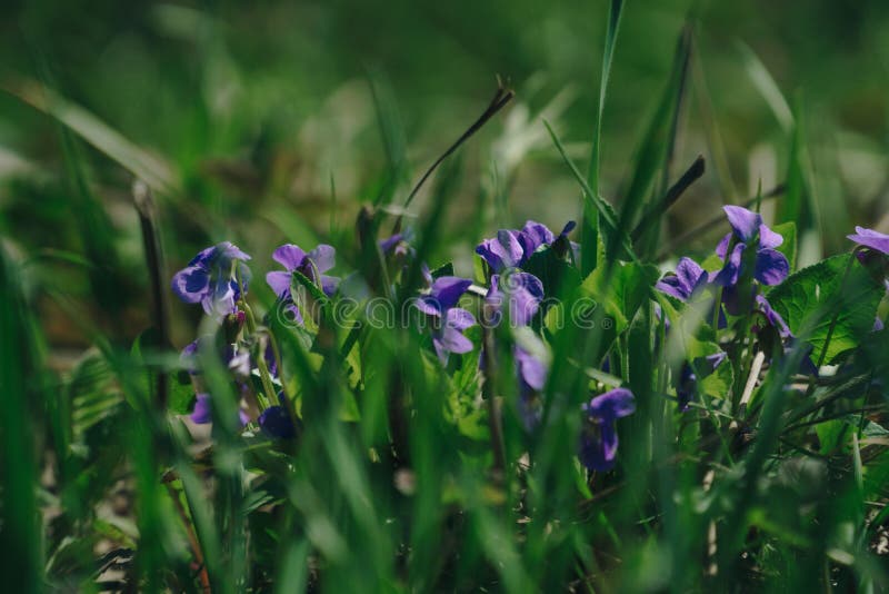 Spring Field Blue Flowers with Green Leaves Stock Image - Image of ...