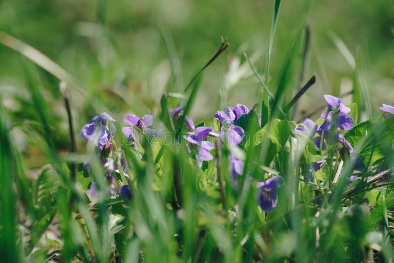 Spring Field Blue Flowers with Green Leaves Stock Photo - Image of ...