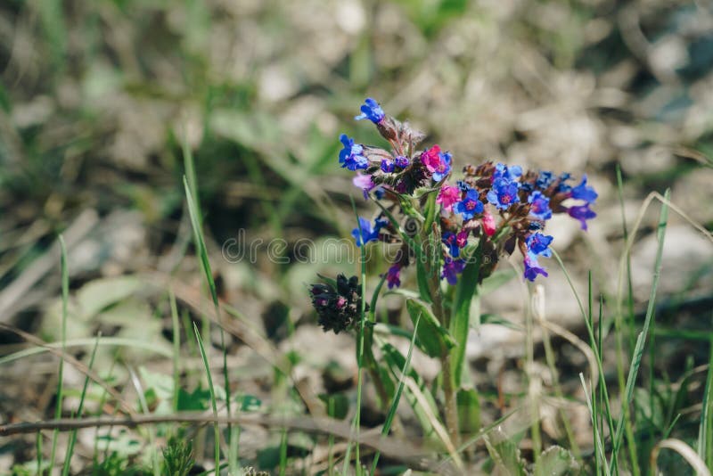 Spring Field Blue Flowers with Green Leaves Stock Image - Image of ...