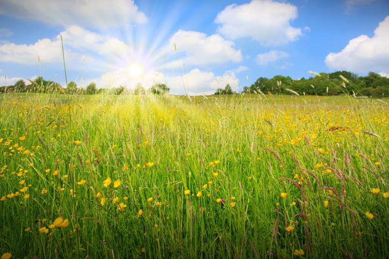 Spring Field and Blue Sky with Big Clouds and Sun. Stock Image - Image ...