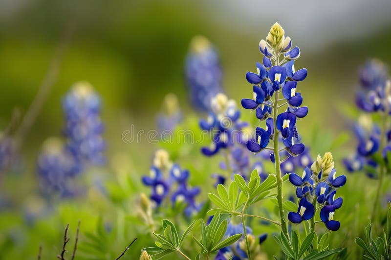 Spring Field of Bluebonnets in Full Bloom Stock Image - Image of ...