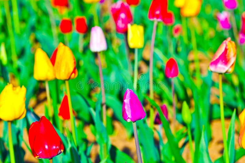 Spring Field with Colorful Tulips Stock Photo - Image of fresh ...