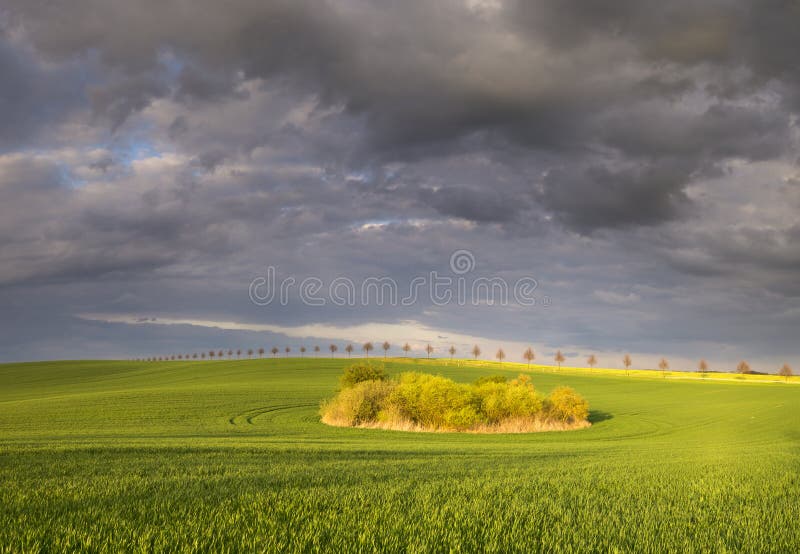Spring field stock image. Image of natural, grain, plant - 56521243