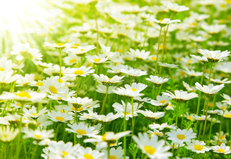 Spring field of daisies stock photo. Image of field, lawn - 19179254