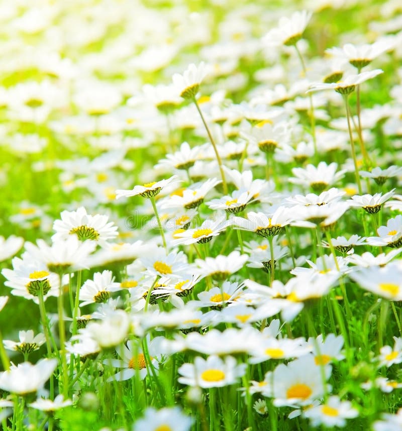 Closeup of Beautiful White Daisy Flowers Stock Photo - Image of field ...