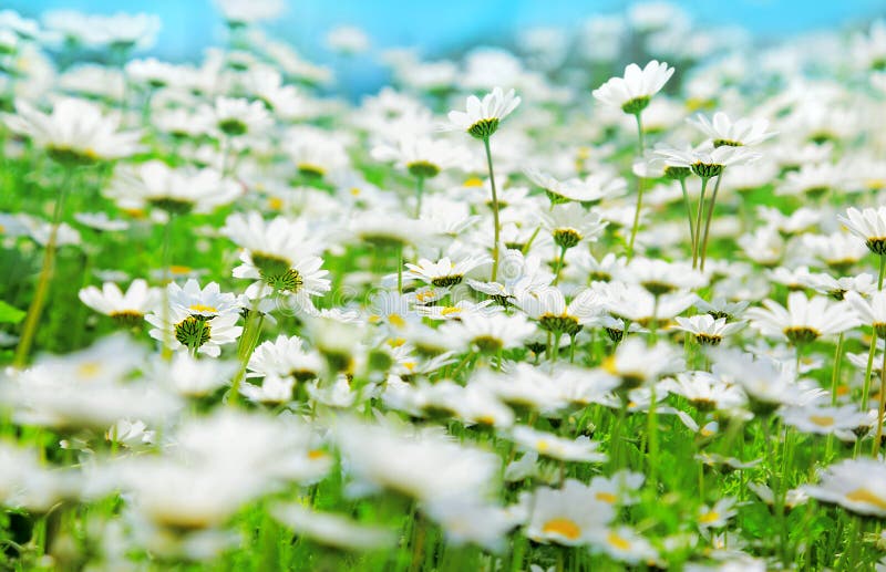 Spring field stock image. Image of clouds, outside, outdoor - 40779931
