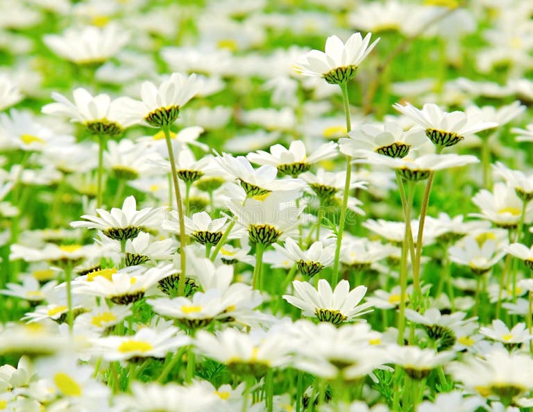 1,111 Daisies Field Abstract Spring Landscape Stock Photos - Free ...