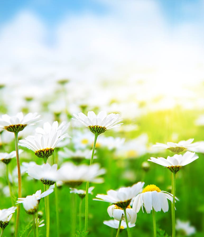 Spring field of daisies stock photo. Image of focus, garden - 20333154