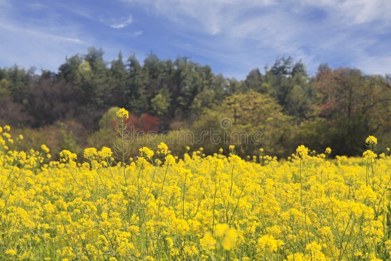 Spring Field of Flowers stock image. Image of beauty - 13219565