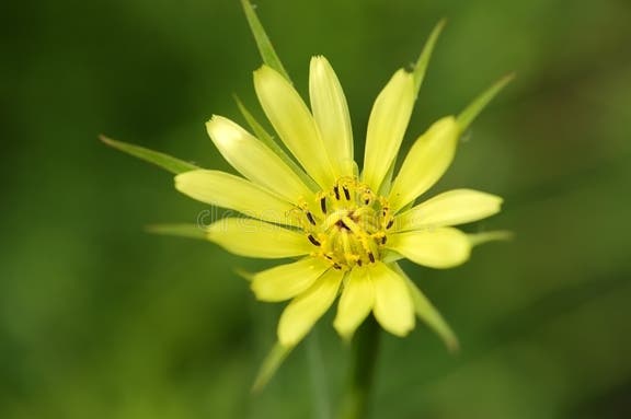 Spring field flowers stock photo. Image of saturated, meadow - 5319448