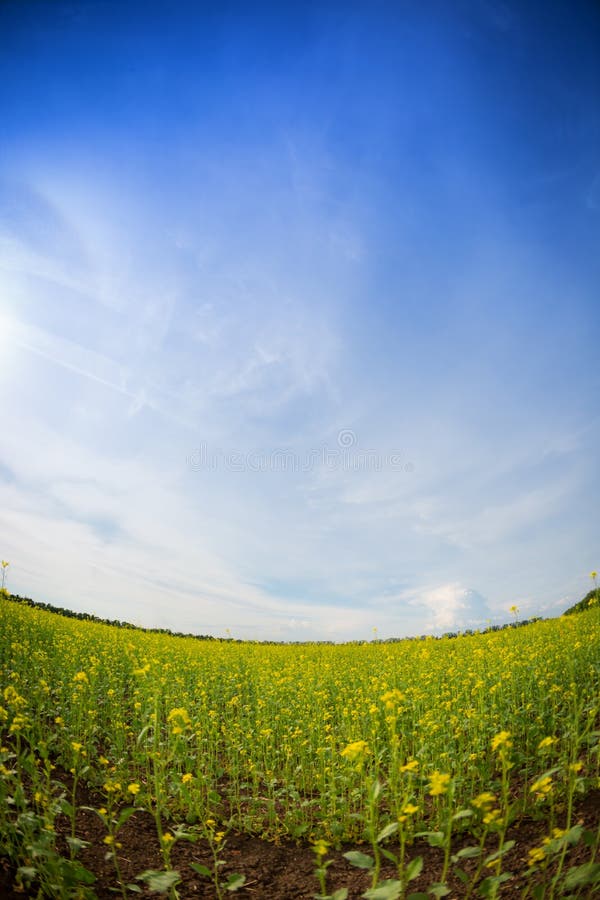 Spring field stock image. Image of unusual, sunlight - 39458841