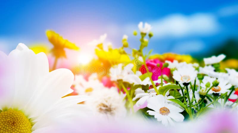 Spring Field with Flowers, Daisy, Herbs. Sun on Blue Sky Stock Image ...