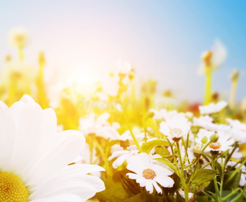 Spring Field with Flowers, Daisy, Herbs. Sun on Blue Sky Stock Photo ...