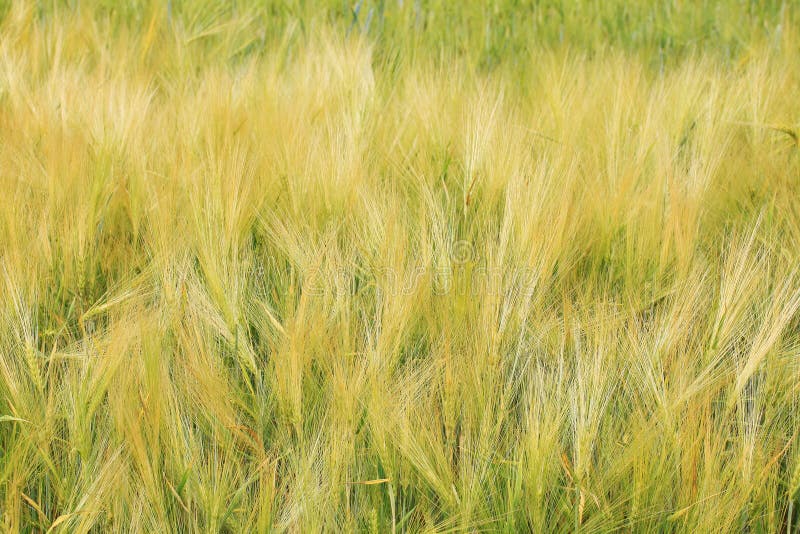 Spring Field of Green Barley Stock Photo - Image of food, spike: 38847644