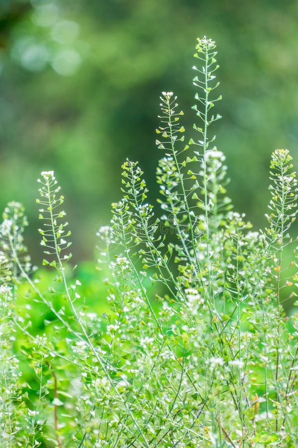 Spring field grow grass stock image. Image of relax, natural - 52794335